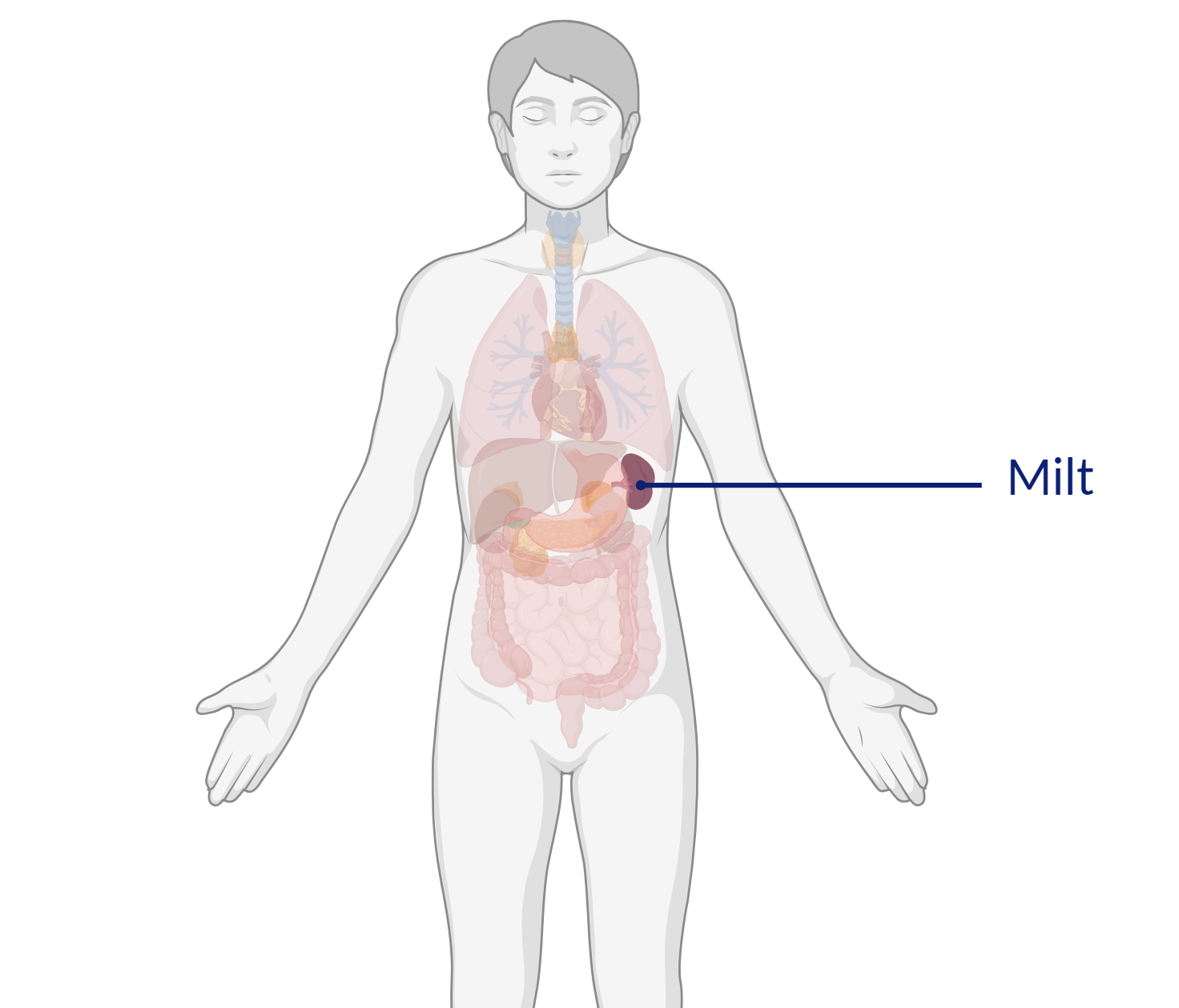 Leven zonder milt - Patiëntenfolder - Erasmus MC