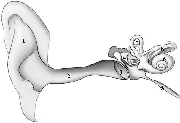 Cochleaire implantatie - Patiëntenfolder - Erasmus MC