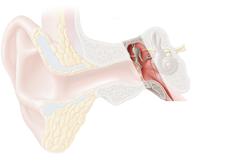 Polikliniek audiologie - Patiëntenfolder - Erasmus MC