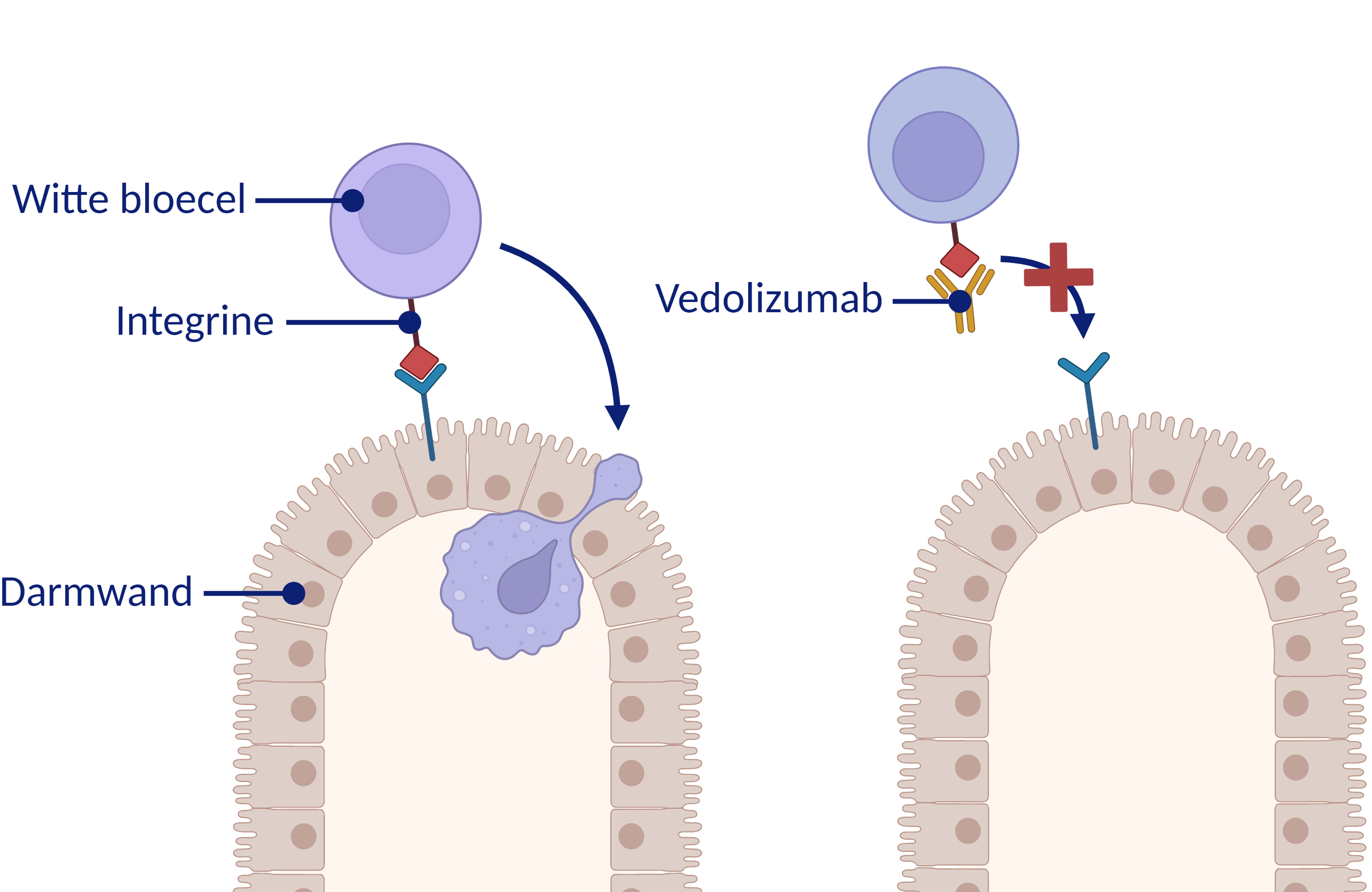 Vedolizumab (Entyvio®) - Patiëntenfolder - Erasmus MC